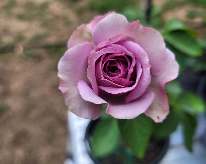 Rare Rose 米歇尔 Michel Onfray，new France Rose Strong Fragrance. Continue ...