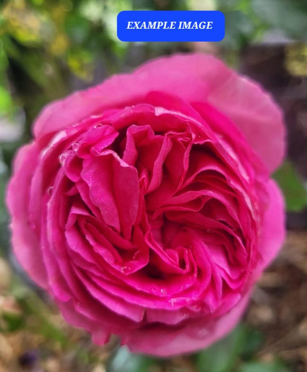 Eden Climbing Rose Eden Pretty in Pink Live Starter Plant Own Root Not ...