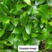 Scent Leaf (efinrin, Nchanwu, Daidoya) - Etsy Canada