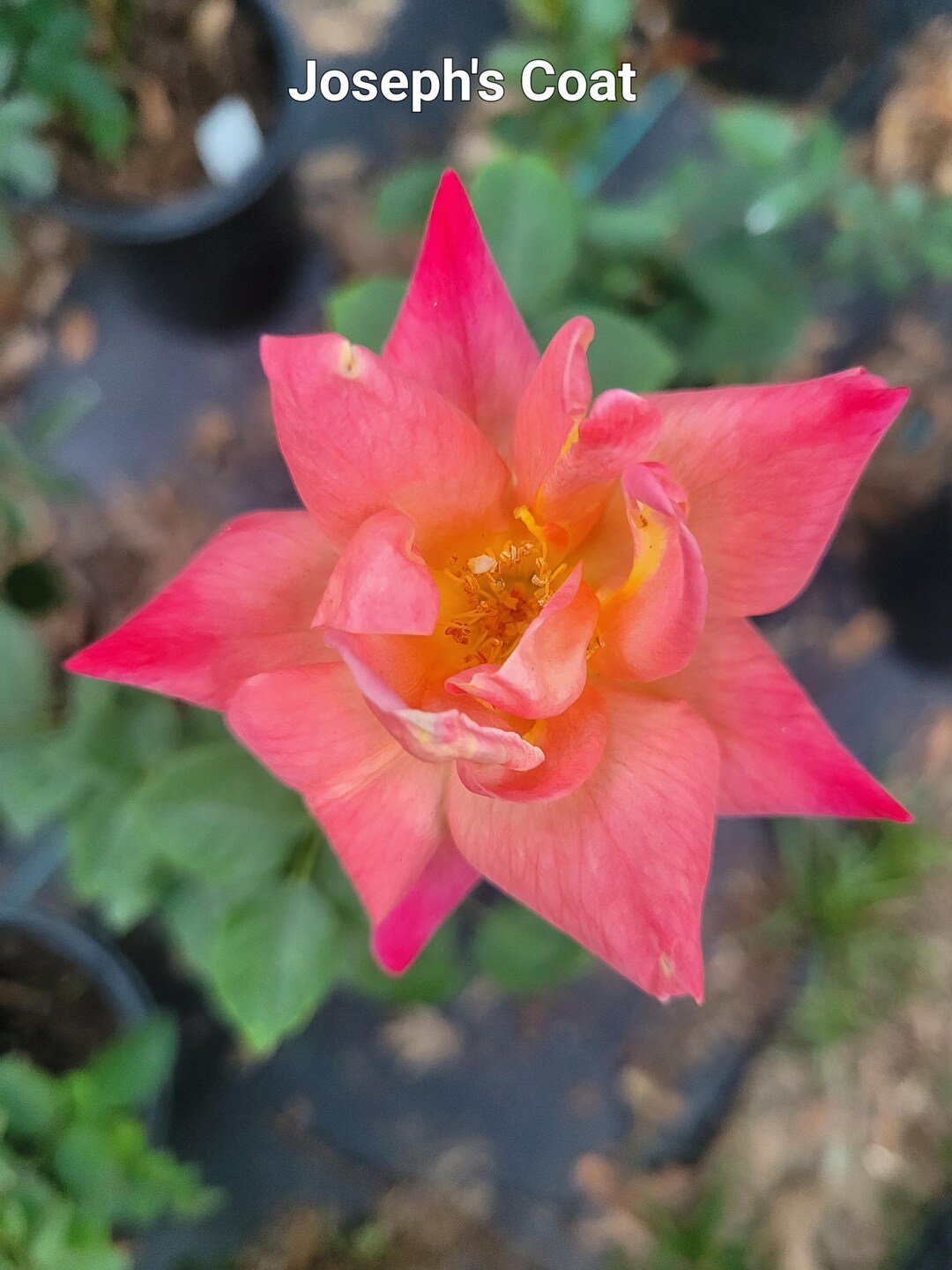 Joseph's Coat Climbing Rose Starter Plant - Etsy