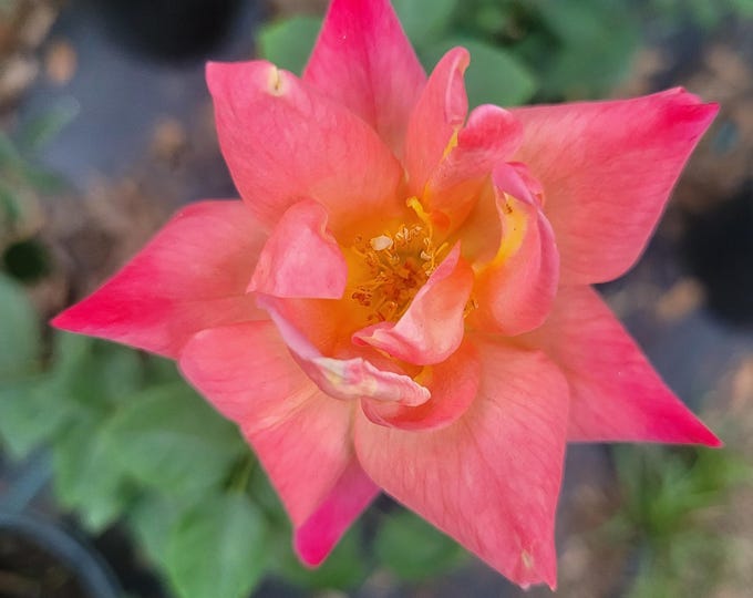 Joseph's Coat Climbing Rose Starter Plant - Etsy