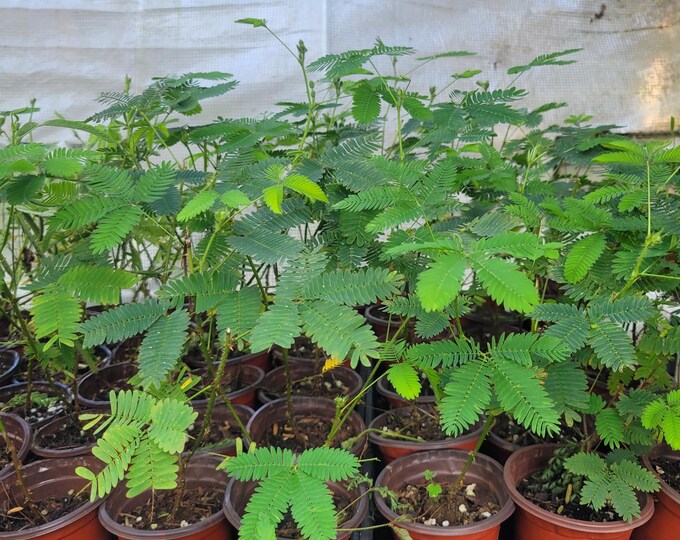 Sensitive Plant | Mimosa Pudica | Rare Plant | Tropical Plant | Live ...