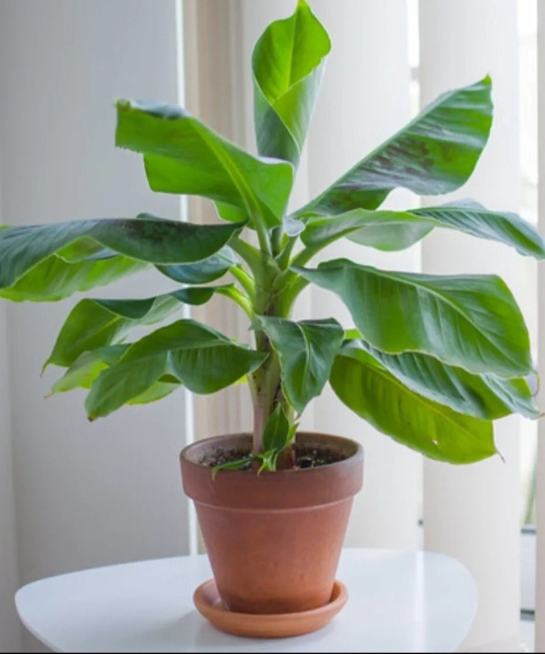 Banana Musa Dwarf Cavendish One Gallon Live Plant - Etsy