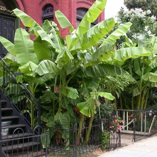 Musa Basjoo Banana Plant - Etsy