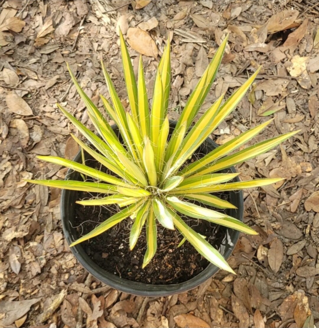 Yucca Color Guard 3 Gallon Live Plant - Etsy