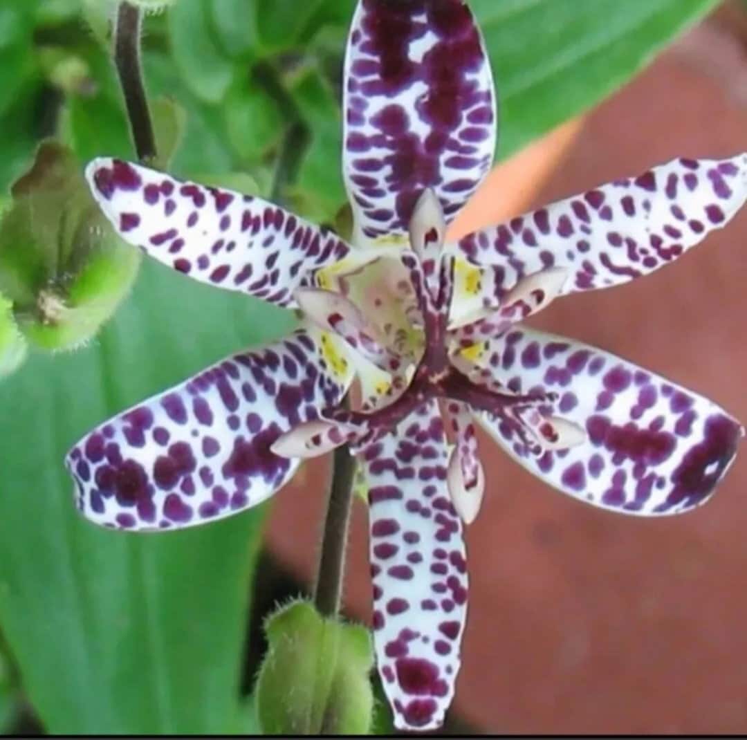 Toad Lily Tricyrtis Formosana Autumn Glow 4" Pot Live Starter Plant - Etsy