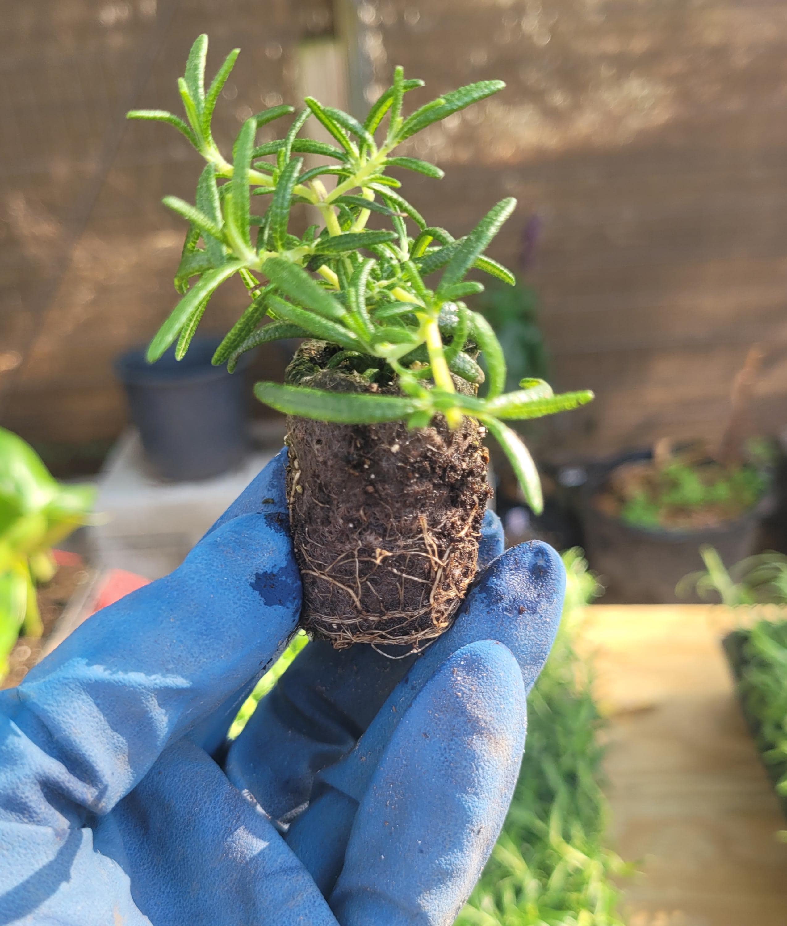Rosemary Prostratus Trailing Herb Live Starter Plant - Etsy