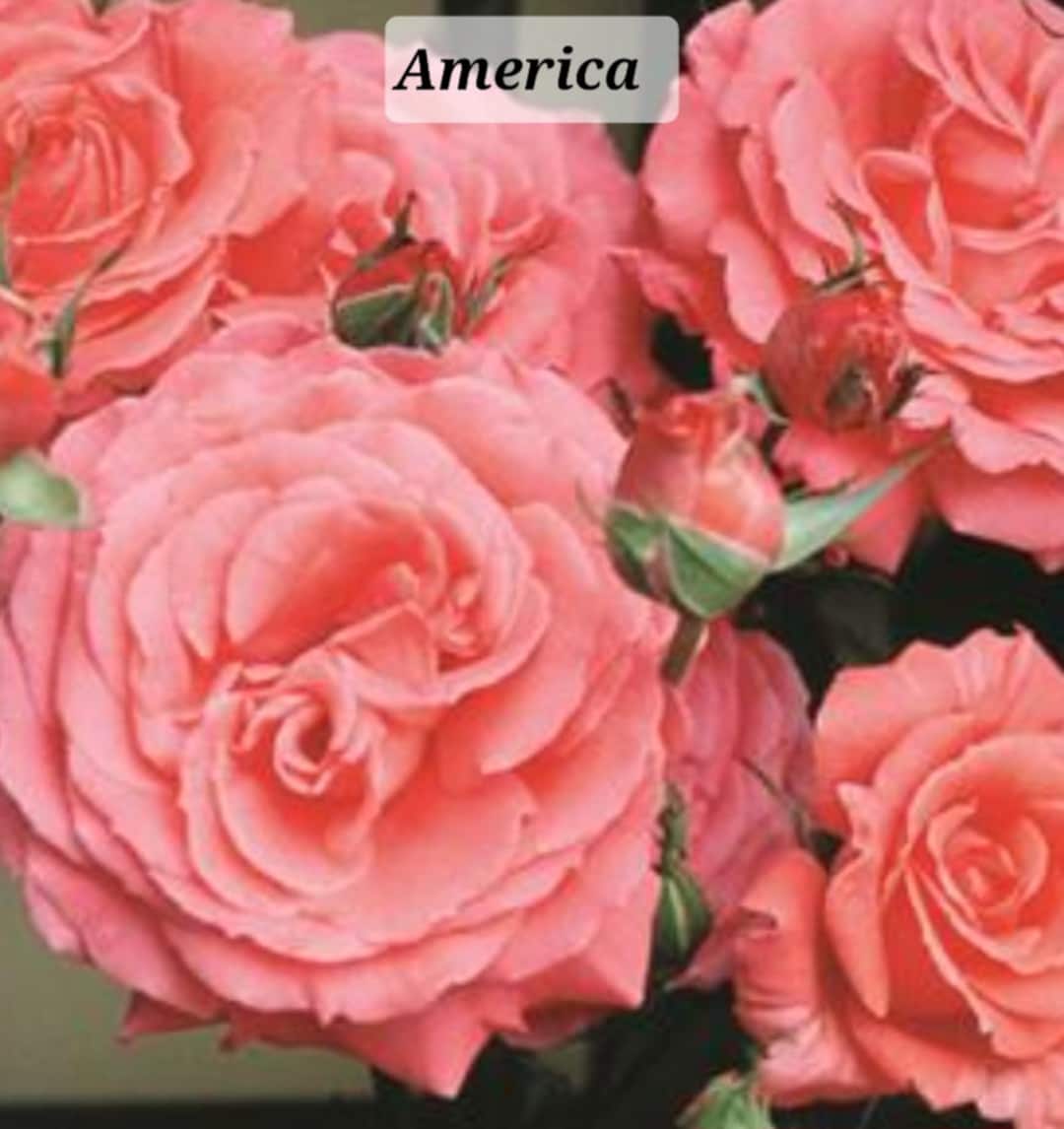 Last Ones America Climbing Rose 1 One Gallon SMALL and LIGHTLY ROOTED ...