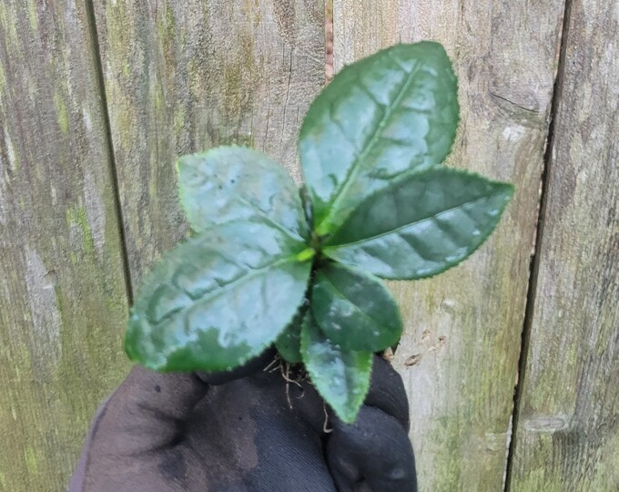 Camellia Sinensis (live Tea Plant Propagated From Plants at Former ...