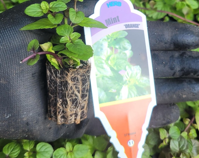 Organic Pineapple Mint - Live Starter Plant - FREE SHIPPING!!! - Etsy