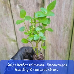 Ageratum Houstonianum Monarch Magic Live Starter Plant - Etsy