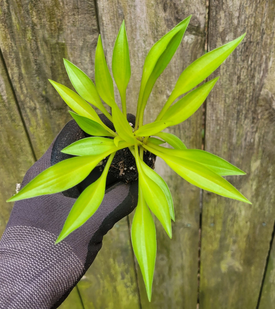 1 Miniature Hosta Munchkin Fire Live Starter Dormant Rooted Plug Read ...