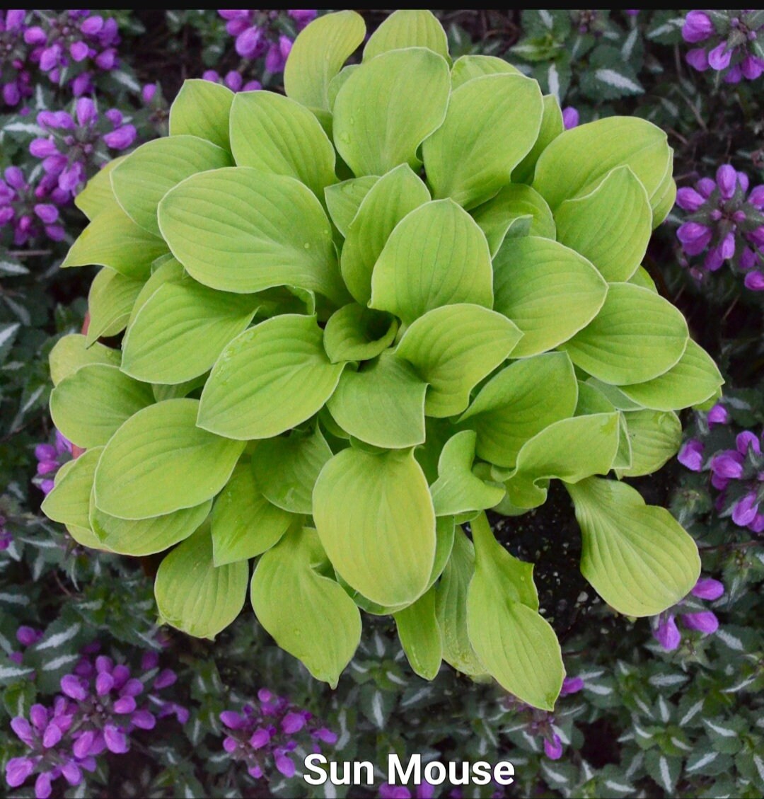 1 Miniature Hosta Sun Mouse Live Starter Rooted Plug - Etsy