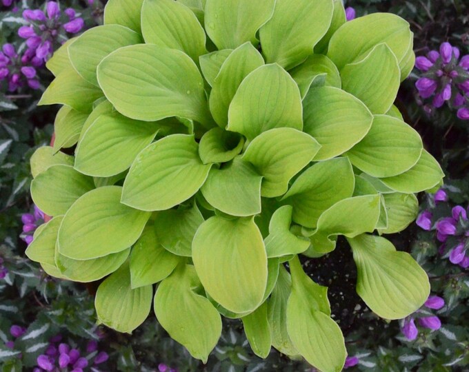 Hosta "june" - Etsy