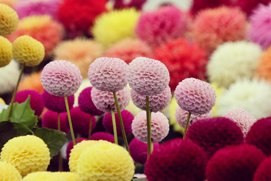 25 Dahlia Ball Mix Large Ednie Flower Bulb Tubers - Etsy