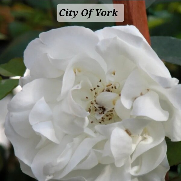 Climbing Roses - Etsy