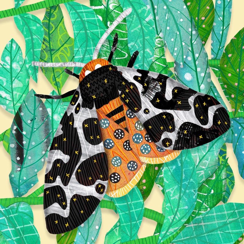 Tiger Moth - Etsy
