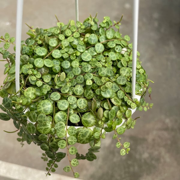 String of Turtles - Etsy