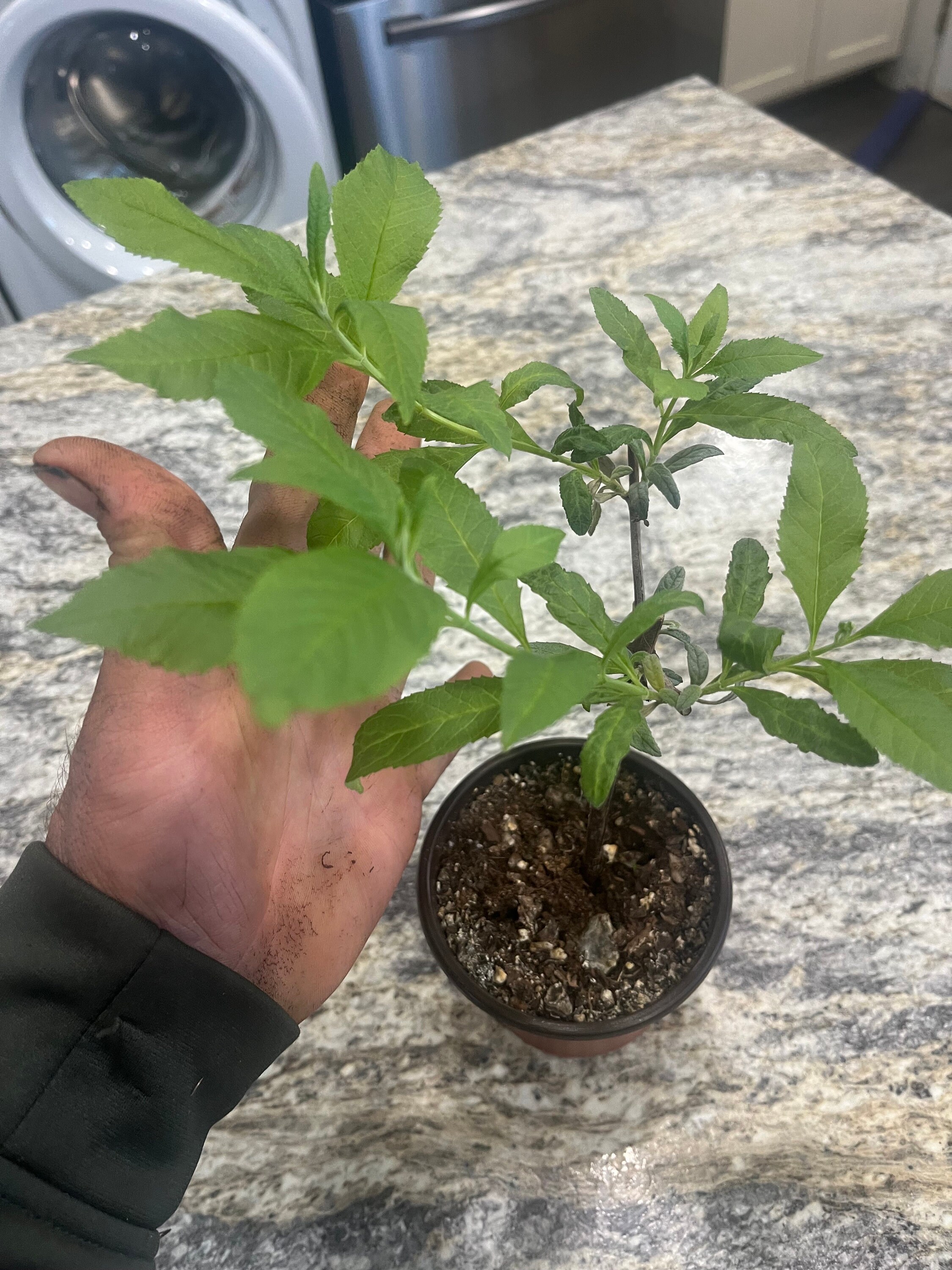 Buddleia 'summer Beauty' Butterfly Bush Shrub Plant. 4 Pot Fast Growing ...