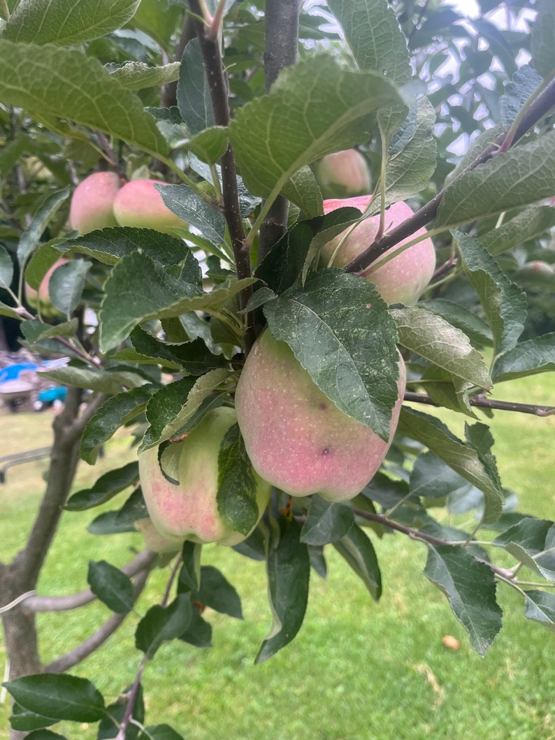 Orleans Antique Apple Tree Cuttings Scions for Rooting Grafting - Etsy