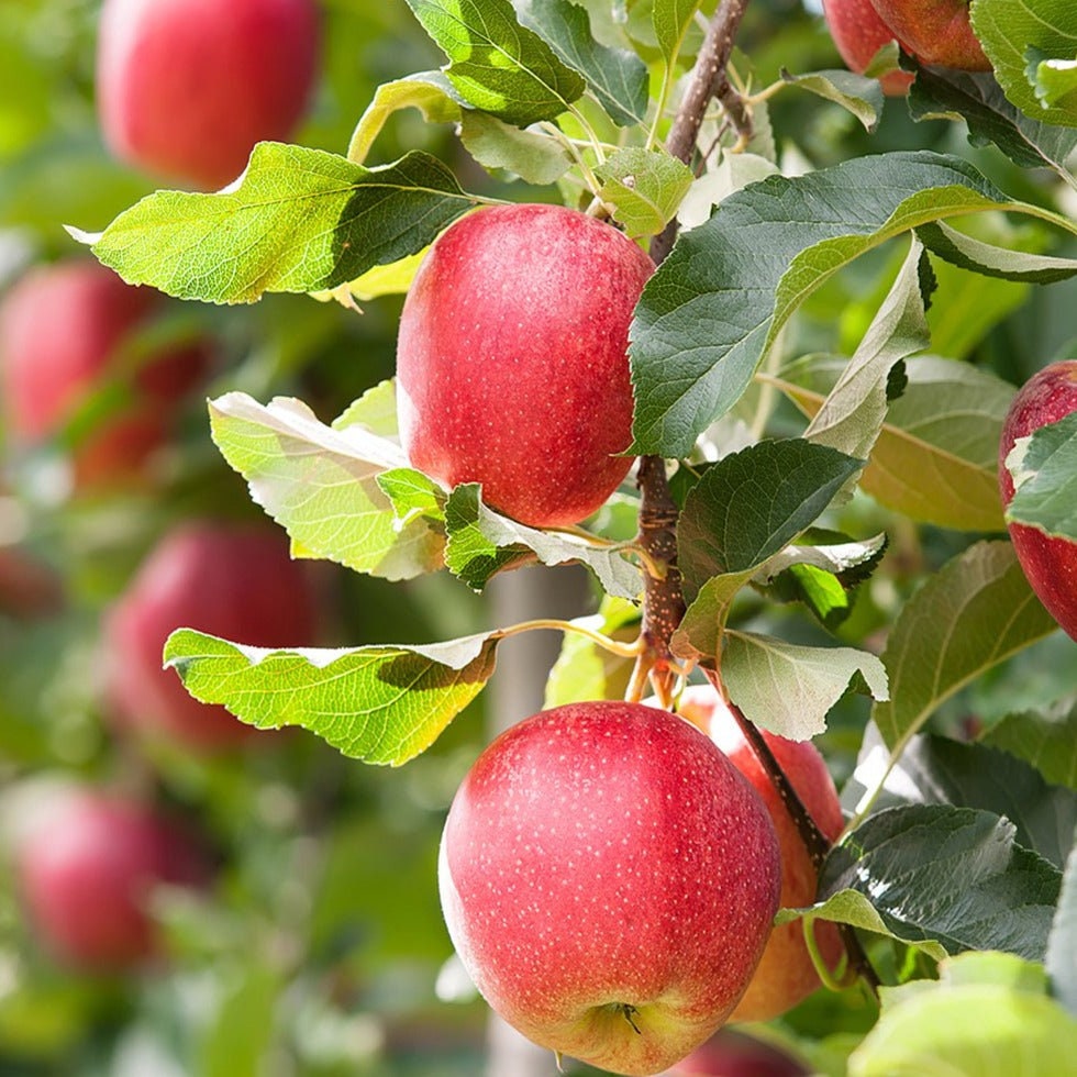 Gala Apple Tree Seeds Fresh Easy to Grow Trees for Fruit, Grafting ...