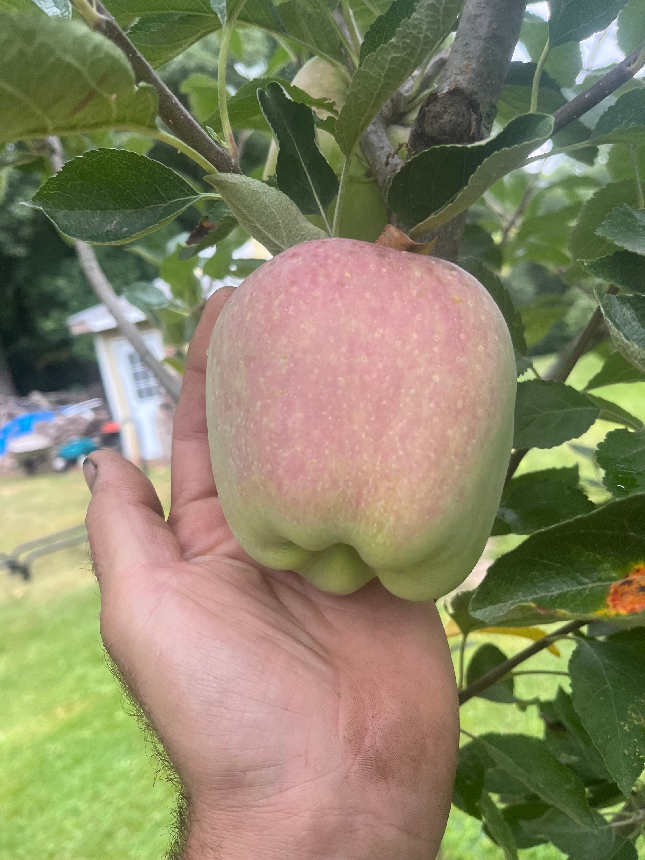 Orleans Antique Apple Tree Cuttings Scions for Rooting Grafting - Etsy