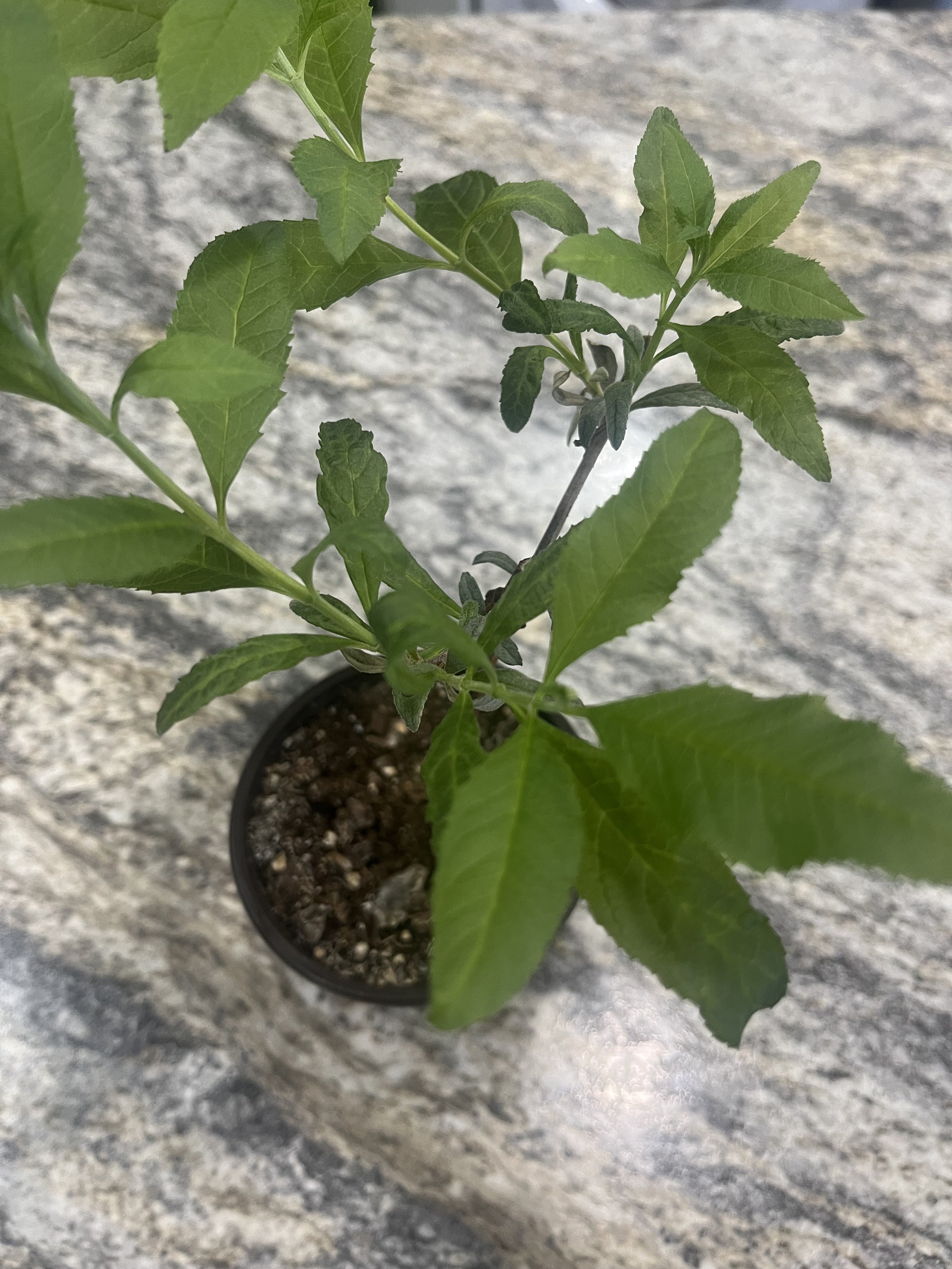 Buddleia 'summer Beauty' Butterfly Bush Shrub Plant. 4 Pot Fast Growing ...