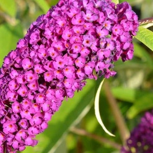 Buddleia 'summer Beauty' Butterfly Bush Shrub Plant. 4 Pot Fast Growing ...
