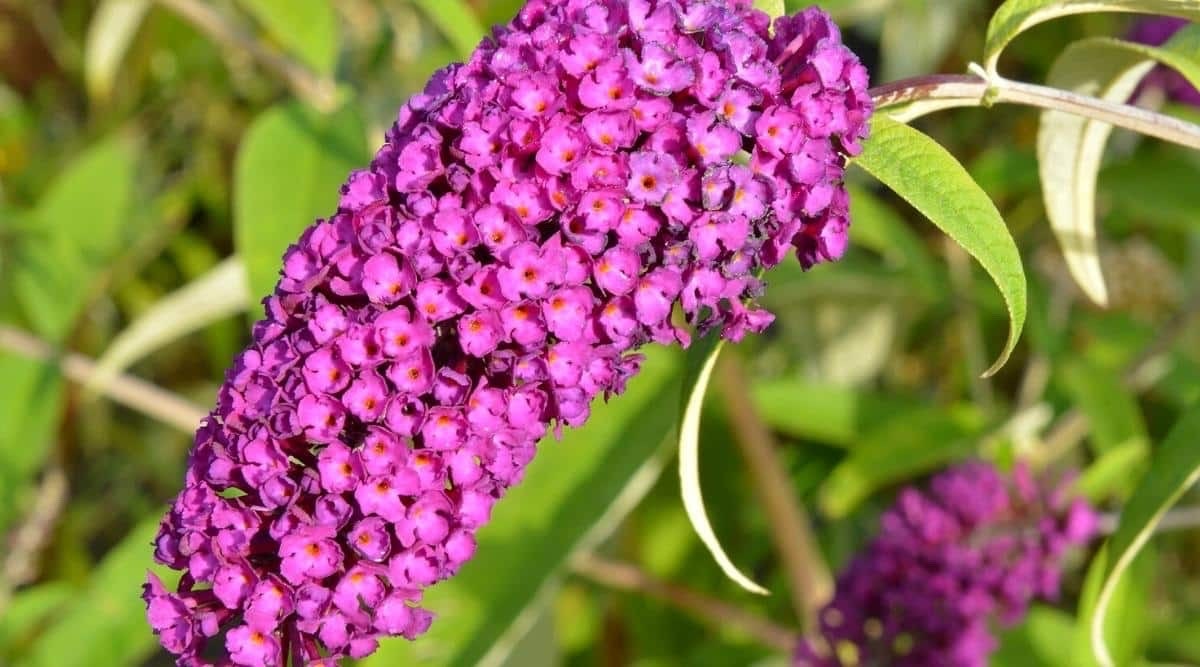 Buddleia 'summer Beauty' Butterfly Bush Shrub Plant. 4 Pot Fast Growing ...