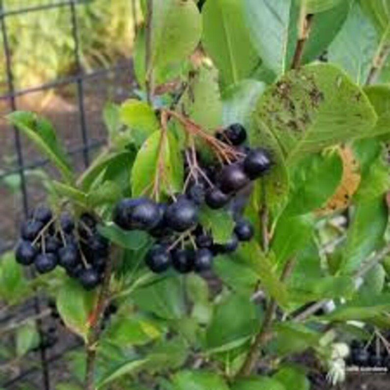 50 Black Choke Berry Berries Seeds Aronia Melanocarpa Easy to Grow Native Edible Plant - Etsy