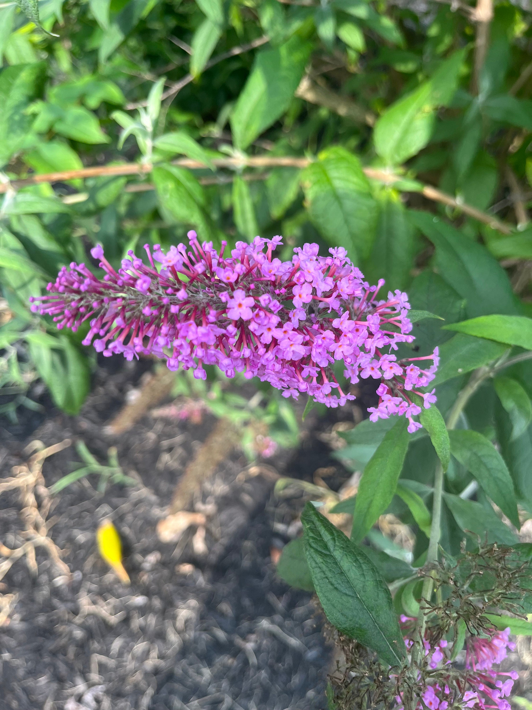 Violet Purple Butterfly Bush Plant CUTTINGS With Rooting Hormone for ...