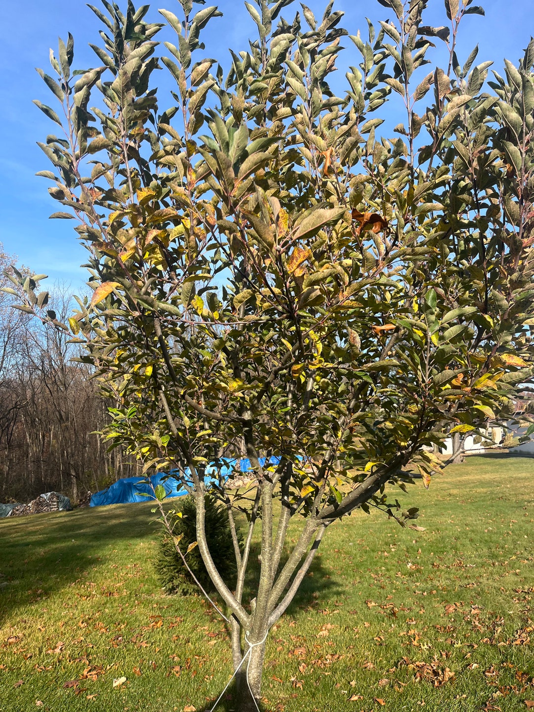 Orleans Antique Apple Tree Cuttings Scions for Rooting Grafting - Etsy