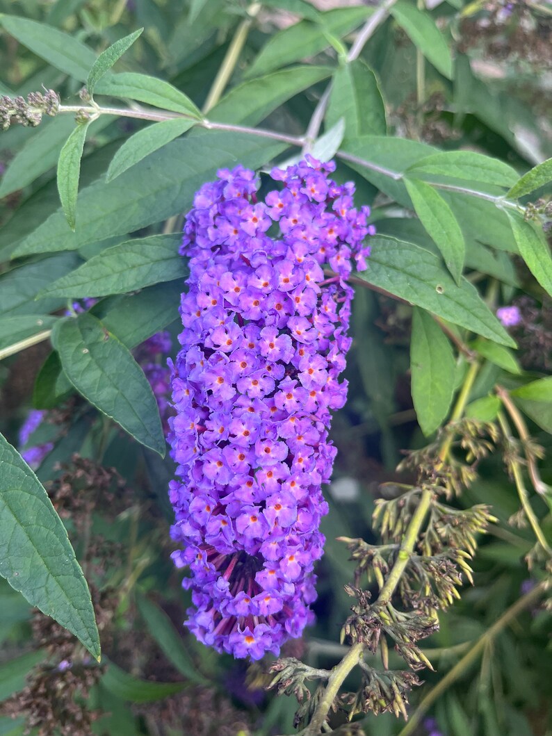 Buddleia 'summer Beauty' Butterfly Bush Shrub Plant. 4 Pot Fast Growing ...