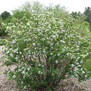 50 Black Choke Berry Berries Seeds Aronia Melanocarpa Easy to Grow Native Edible Plant - Etsy