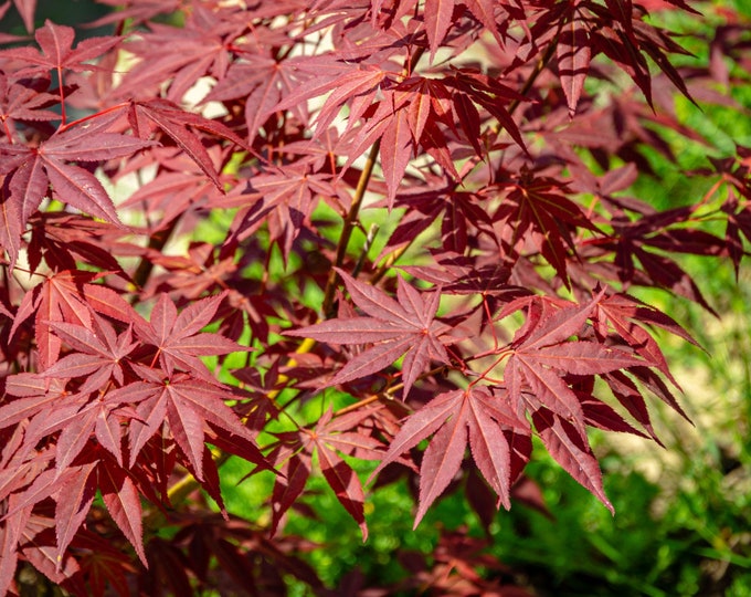 Japanese Maple Tree 10 SEEDS and 5 CUTTINGS Scions for Planting ...
