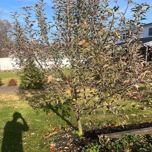 Cox Orange Pippen Apple Tree Cuttings Scions for Rooting Grafting - Etsy