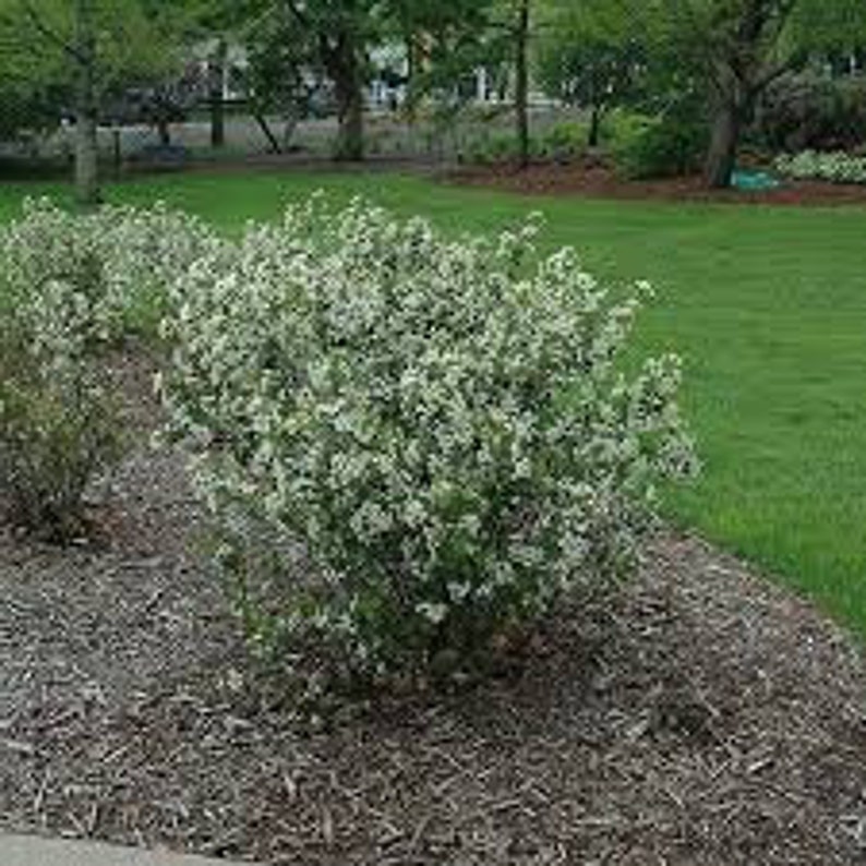 50 Black Choke Berry Berries Seeds Aronia Melanocarpa Easy to Grow Native Edible Plant - Etsy