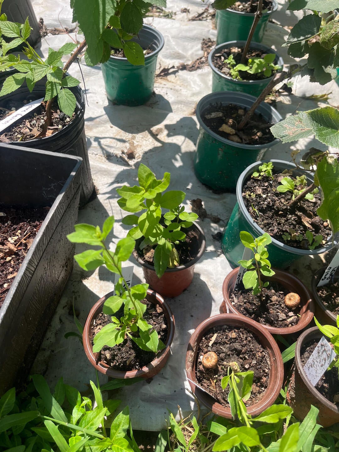 Golden Yellow Goji Berry Plants Wolf Berry Organic Superfood Yellow ...