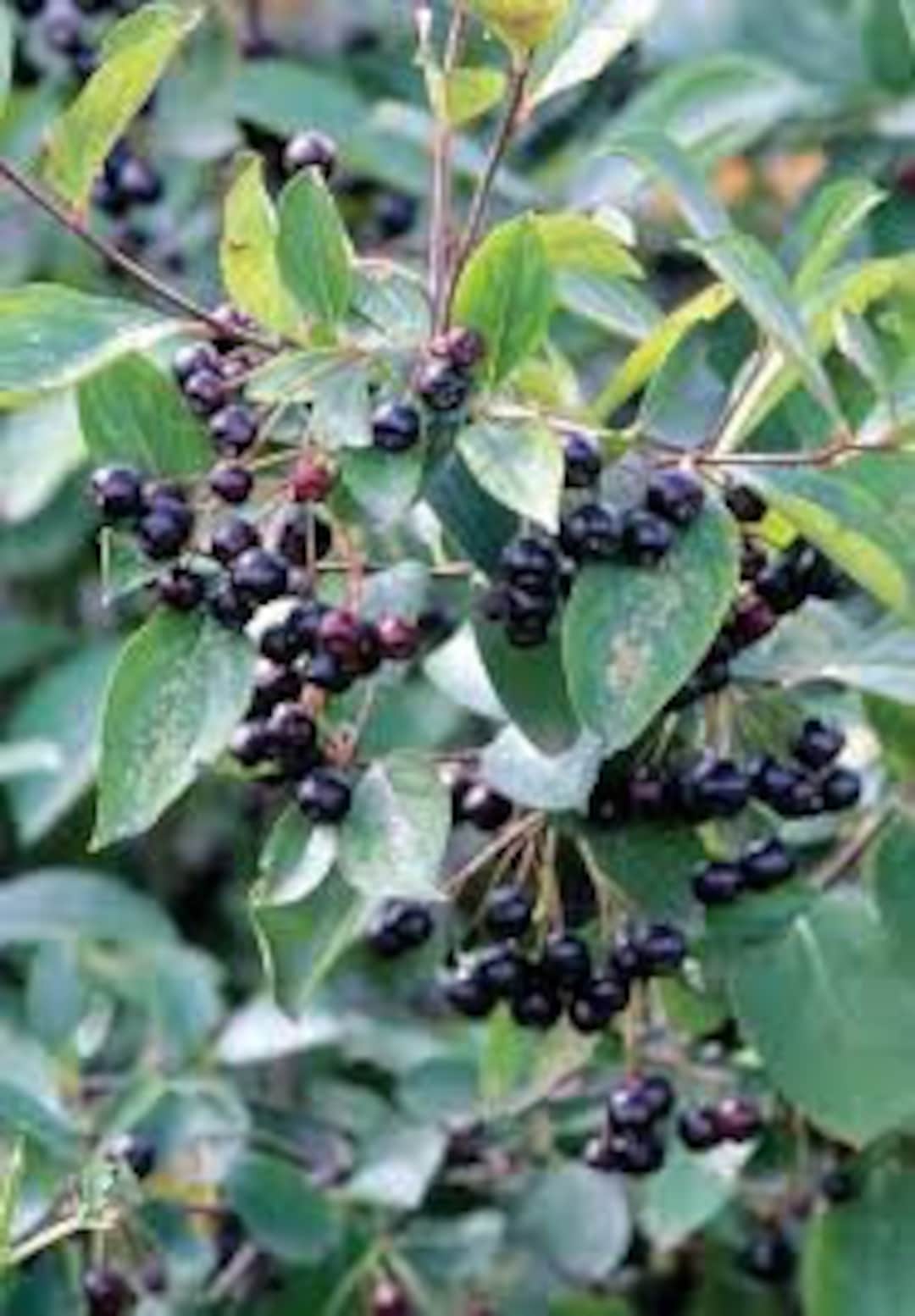 50 Black Choke Berry Berries Seeds Aronia Melanocarpa Easy to Grow Native Edible Plant - Etsy