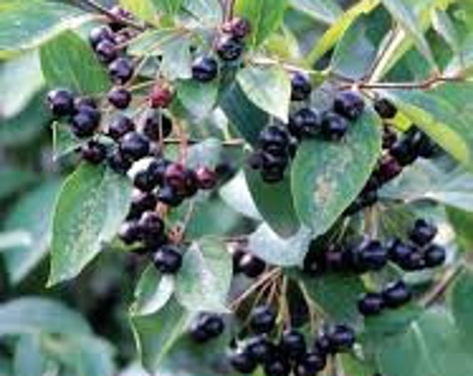50 Black Choke Berry Berries Seeds Aronia Melanocarpa Easy to Grow Native Edible Plant - Etsy