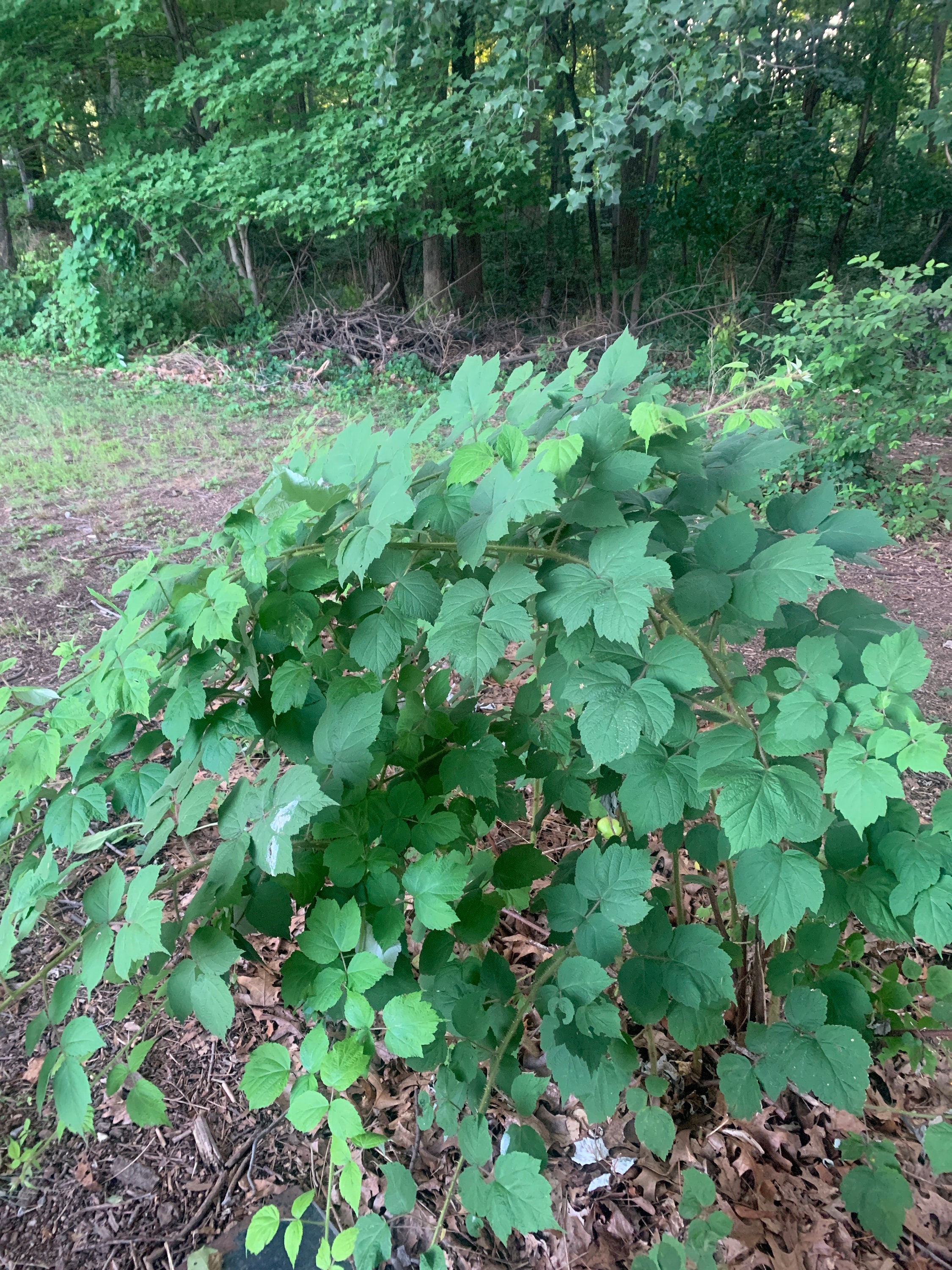 Organic Japanese Red Wine Raspberries Plants Easy Fast Growing Edible ...