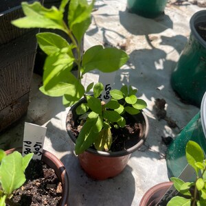 Golden Yellow Goji Berry Plants Wolf Berry Organic Superfood Yellow ...