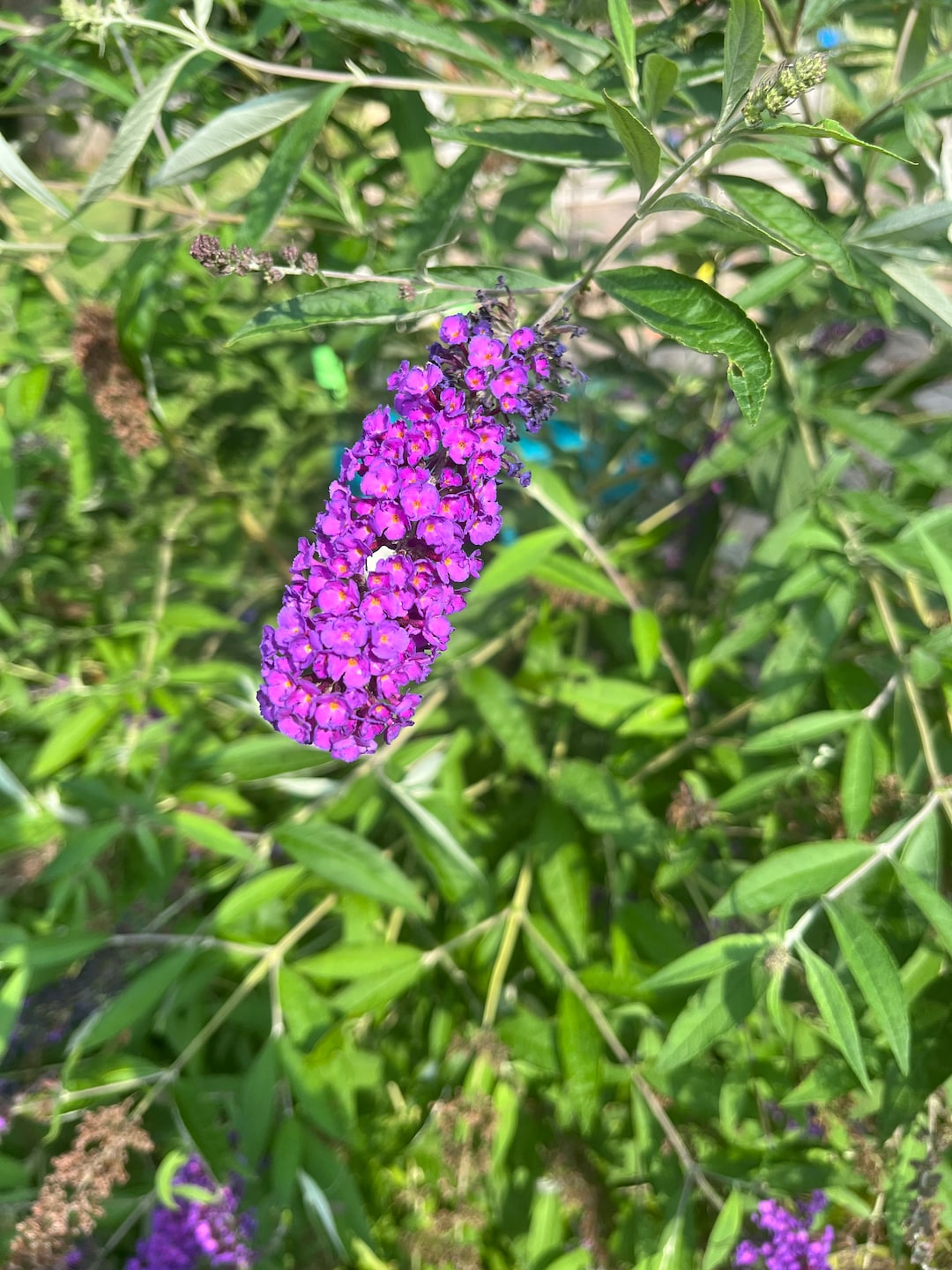 Violet Purple Butterfly Bush Plant CUTTINGS With Rooting Hormone for ...