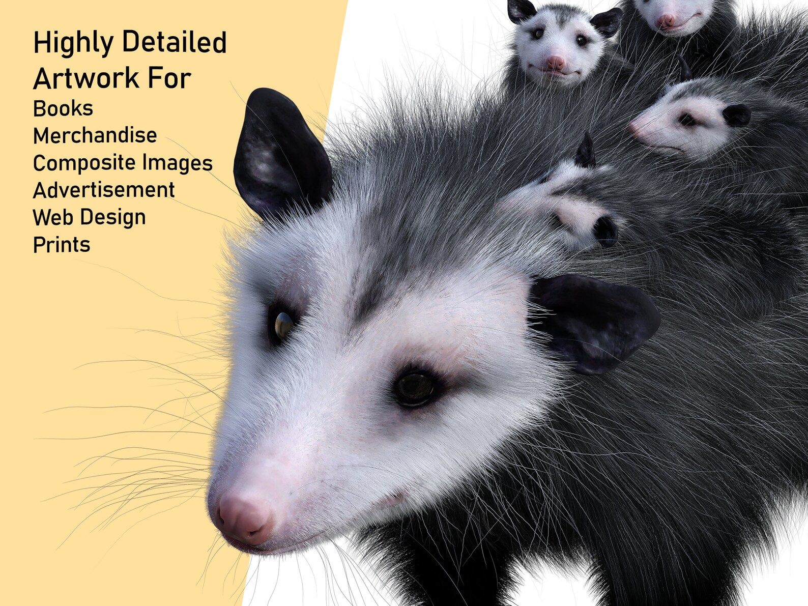 11 Realistic Opossums Clip Art / Photoshop Overlays / Digital Graphics ...