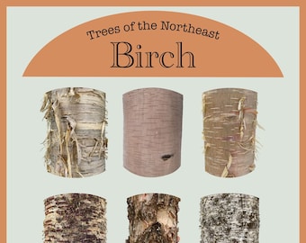Trees of the Northeast Hardwood Bark Poster 18x24: - Etsy