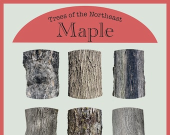 Trees of the Northeast Hardwood Bark Poster 18x24: - Etsy