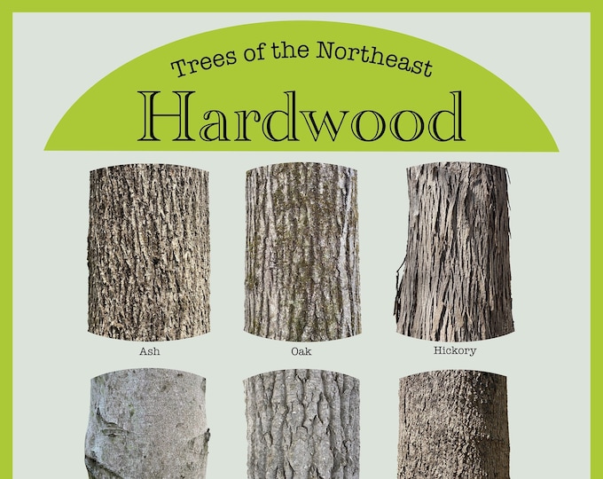 Trees of the Northeast Hardwood Bark Poster 18"x24": 9 Unique Hardwood ...