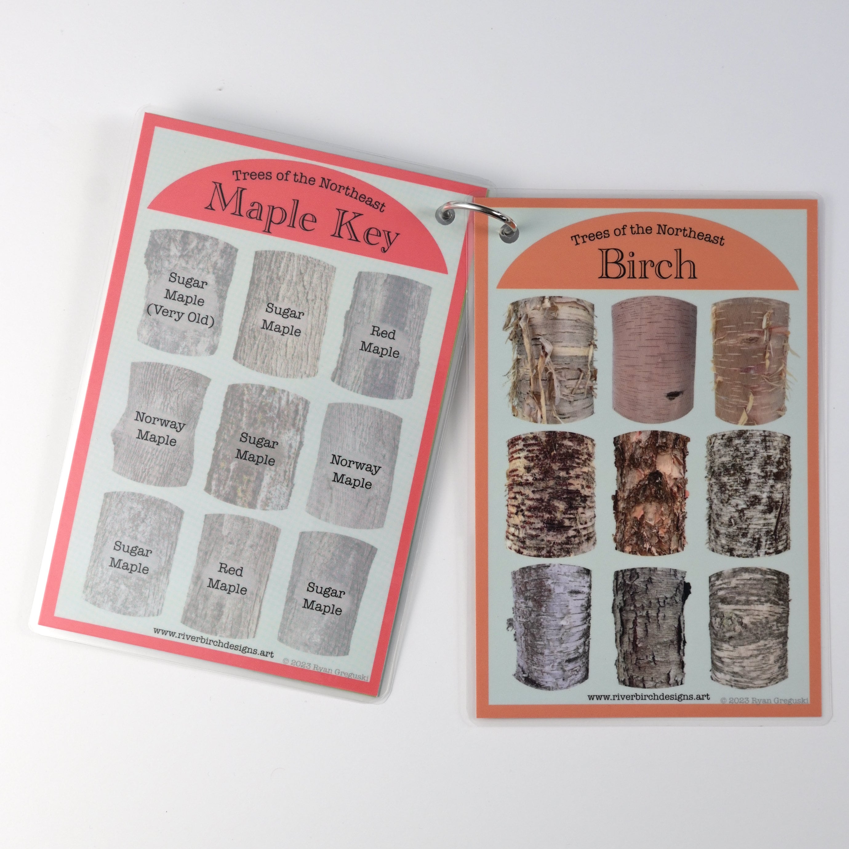 Trees of the Northeast 4x6 Inch Waterproof Laminated Tree ...