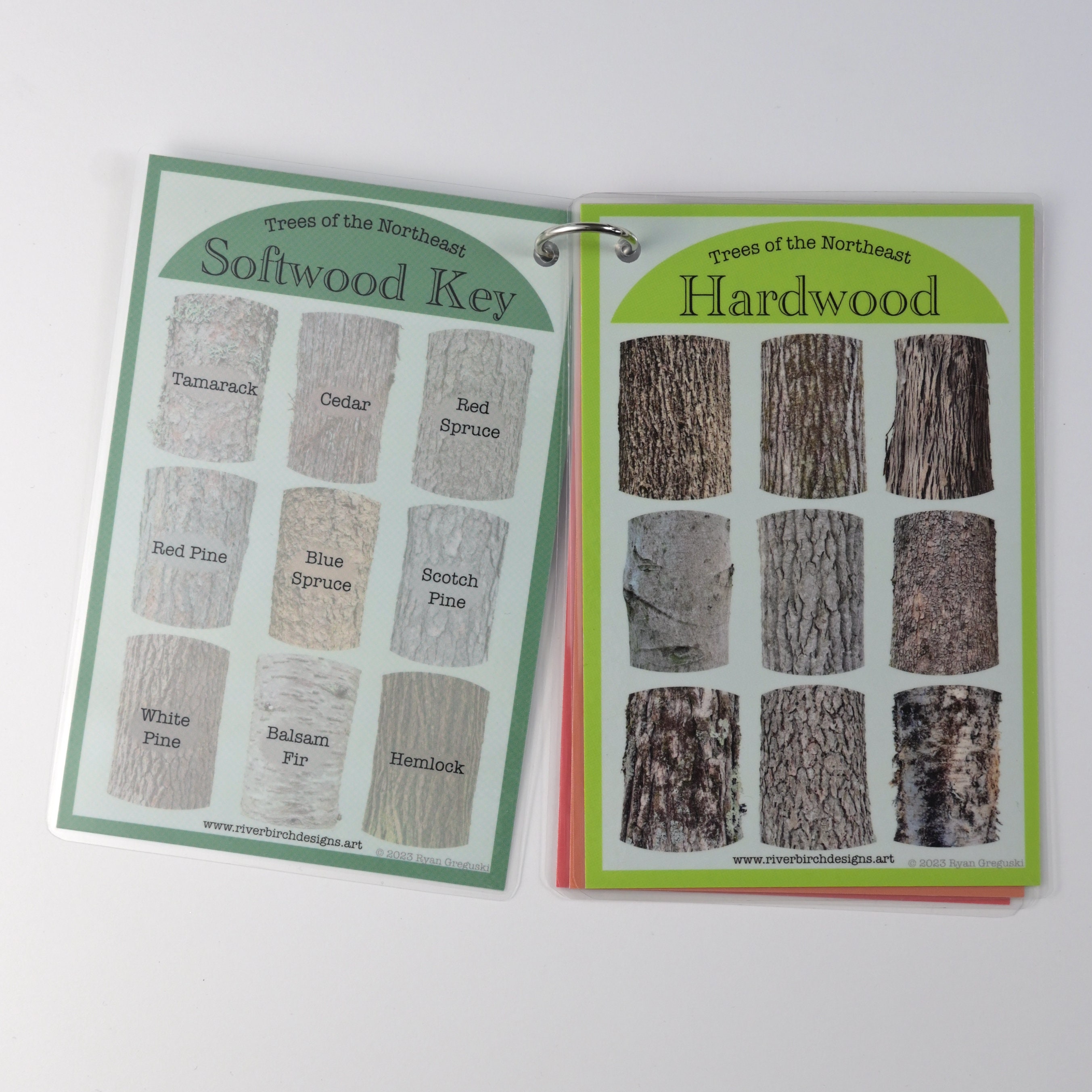 Trees of the Northeast 4x6 Inch Waterproof Laminated Tree ...