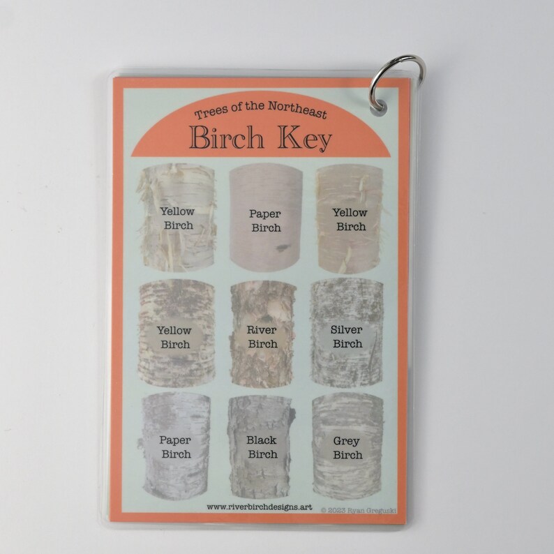 Trees of the Northeast 4x6 Inch Waterproof Laminated Tree ...